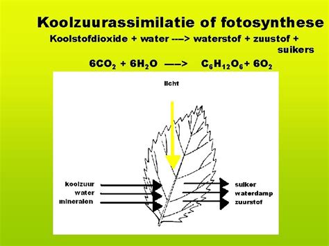 Waarom Zijn Groene Planten En Bomen Zo Belangrijk