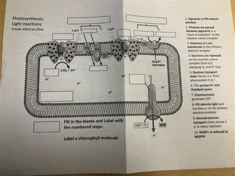 Solved Photosynthesis Light Reactions Linear Electron Flow