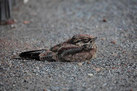 Japanese Thrush Turdus Cardis