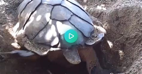 Hawsbill Turtle Digging A Nest  On Imgur