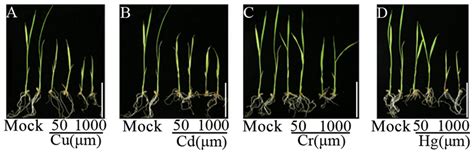 Phenotypes Of Rice Ssp Japonica Cv Matsumae Seedlings Upon Heavy