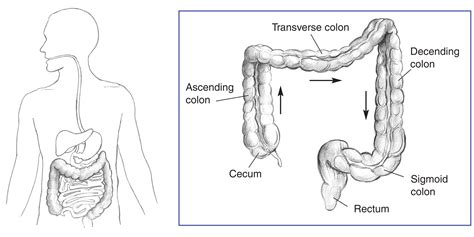 Ascending Colon Diagram