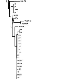 The Phylogenetic Tree Was Constructed By The Neighborjoining Method