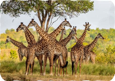 Unity Sublime Galleria