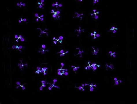 Apa Perbedaan Antara Luciferase Dan Gfp Prodiffs