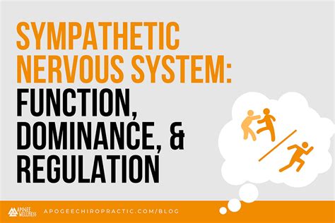 Sympathetic Nervous System Function Dominance Regulation