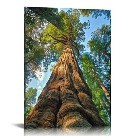 3 Panels Canvas Art Wall Decor US Sequoia Park Bedroom Wall Art