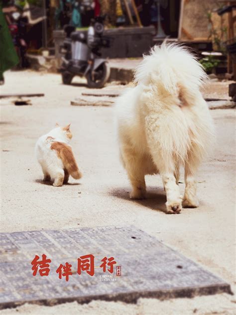 结伴而行—单身狗和猫拍拍猫摄影 站酷zcool