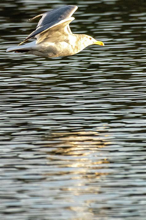 Flying Gull Photograph By Timothy Anable Pixels