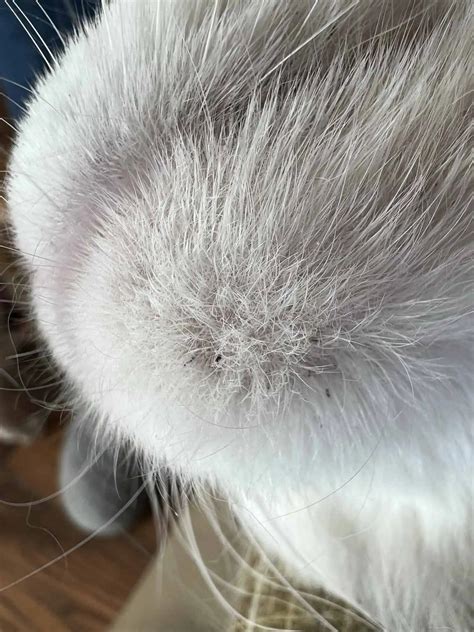 Cat Zits And Acne Feline Chin Acne Black Specks Under Chin