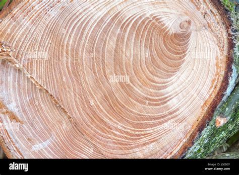 Cross Section Of A Tree Stock Photo Alamy