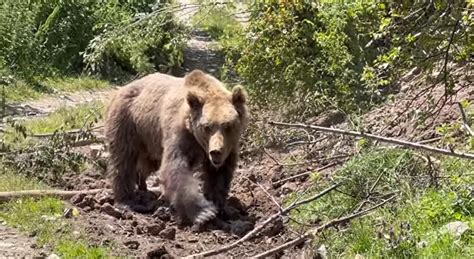НП Шар Планина По трочасовна акција спасен мечок заглавен на бачило