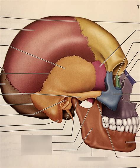 Axial Skeleton Right Lateral Aspect Diagram Diagram Quizlet