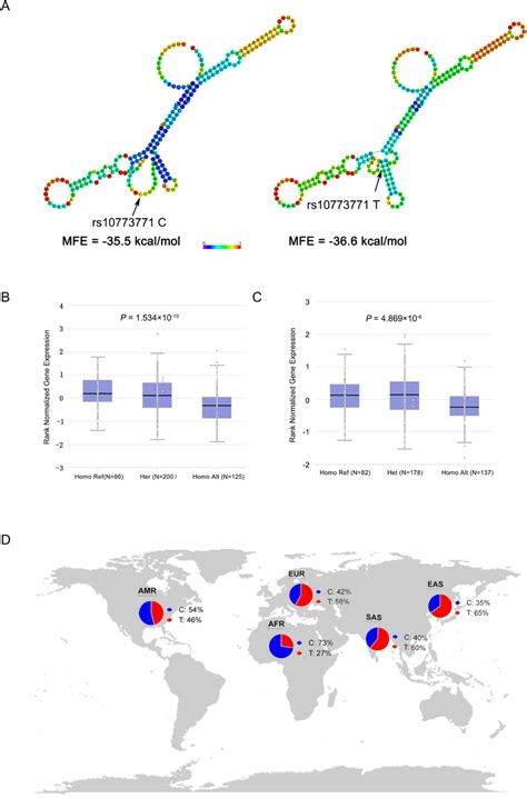 A Bioinformatics Analysis For Prediction Of Rs10773771 Influence On Rna