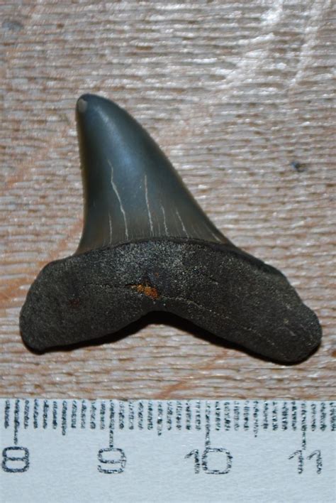 Isurus Retroflexus Members Gallery The Fossil Forum