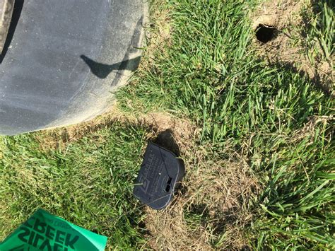 The Difference Between Gophers And Voles Barrier Pest Control