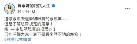 154隻走私貓枉死！夏如芝提「開放領養」挨罵秒道歉 賈永婕呼籲多領養 姊妹淘 Nownews今日新聞