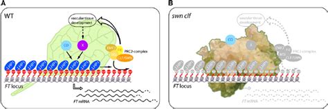 The Impaired Differentiation Of Vascular Tissue Bypasses The Lack Of