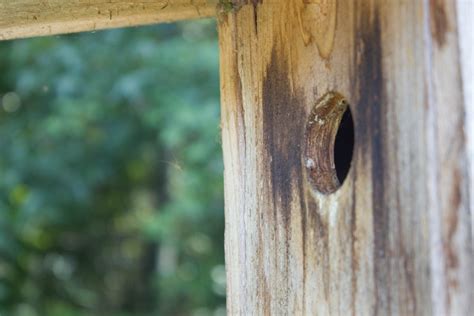 Free Images Tree Nature Branch Wood Leaf Trunk Wildlife Green