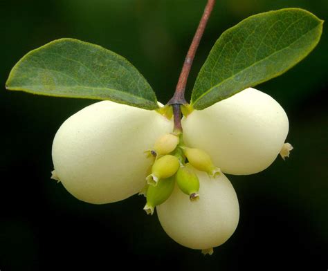 Snowberry Facts And Health Benefits