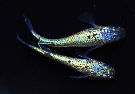 【未使用】丸長メダカ B9【 New！ ネプチューン サバンナ様直系（最新世代）種親クラス 若魚 】2匹！ メス 1匹、オス 1匹！ 現物出品