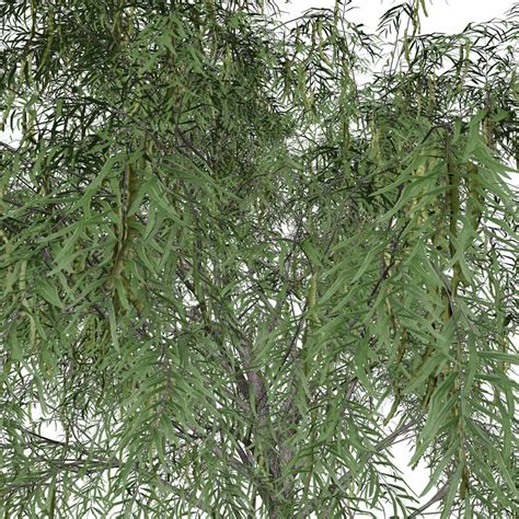 Honey Mesquite Tree 04 3d Model By Antoniokowatsch