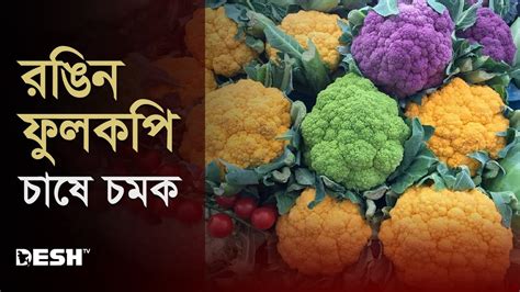 রঙিন ফুলকপি চাষে চমক ভাগ্য বদলাচ্ছে কৃষকের Color Cauliflower News