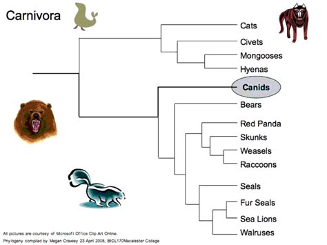 Solved Which Species Is Most Closely Related To Bears In The Chegg