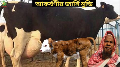 হাজী কাকার মাথা নষ্ট করা দুধের গাভী দেখুন ১৫ ১৮ লিটার এর মধ্যে