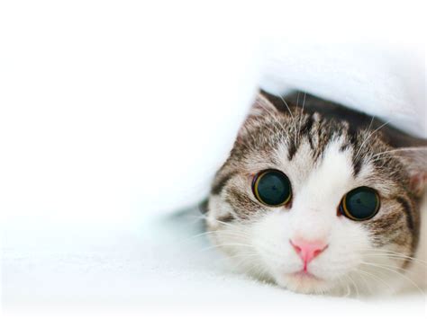Latest Funny Pictures Cute Funny Kittens Photoes