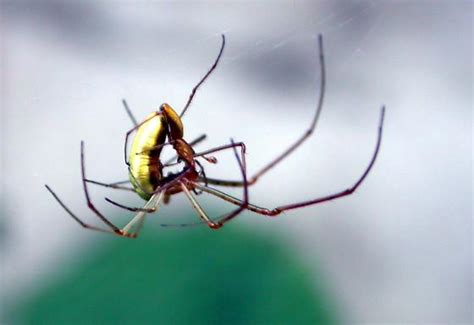 Long Jawed Spider Sex Tetragnatha Bugguide Net