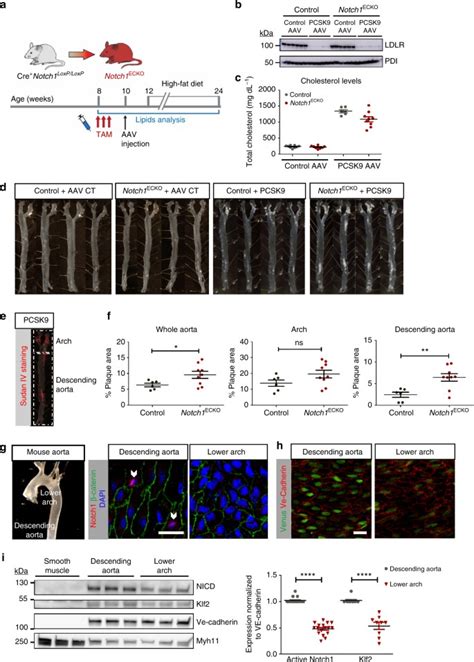 NOTCH1 Is A Mechanosensor In Adult Arteries Nature Communications