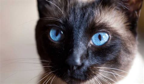 The Siamese Ragdoll Mix Meet The Beautiful Ragamese