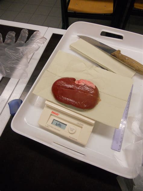 Huvitus Biologian Tutkimuksia Munuainen