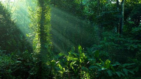 Peru Sehenswürdigkeiten ⋆ Amazonas In Peru