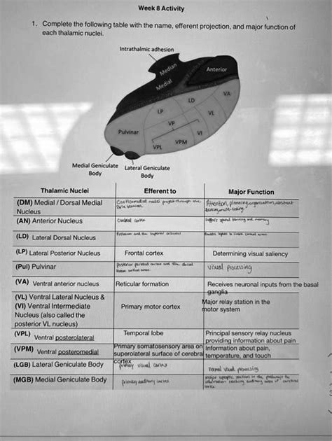 Week 8 Activity 1 Complete The Following Table With The Name Efferent Projection And Major