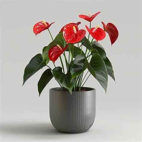 Premium Photo Photo Of Indoor Plants On Isolated White Background