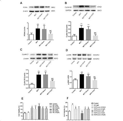 Tcst Attenuated Mct Induced Proliferation And Increased Cyclin Protein Download Scientific