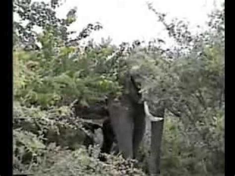 Elephant Sex YouTube