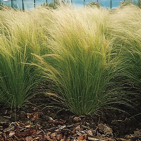 Nassella Tenuissima White Flower Farm