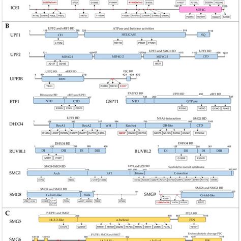 Schematic Domain Architecture Of Proteins Involved In Nmd And