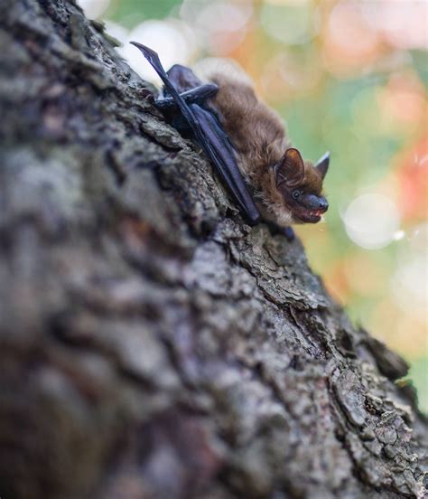Bats Removal In Ottawa And Gatineau Aspen Wildlife Control