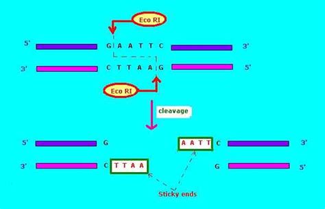 Différence Entre L Enzyme De Restriction De Type I Et De Type Ii Prodiffs