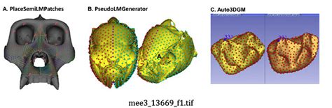 Slicermorph Paper Announcements 3d Slicer Community