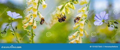 Abejorros En Las Flores En El Jard N Imagen De Archivo Imagen De
