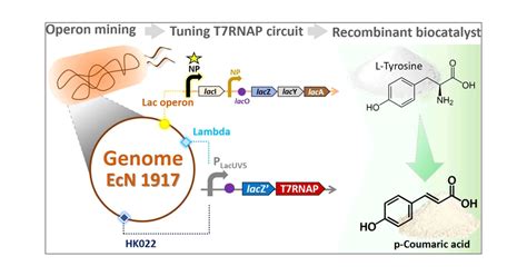 Lac Operon Diagram
