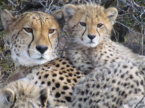 Cheetahs Cheetah Cub - Free photo on Pixabay - Pixabay