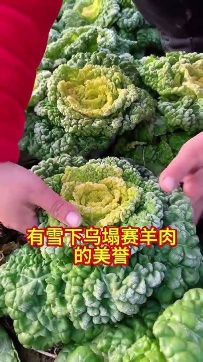 冬天能种什么菜有这几种耐寒蔬菜大雪天也能生长 农业种植 蔬菜种植 种菜小技巧 冬季蔬菜种植 种植小技巧 Youtube