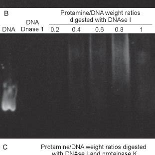 Analysis Of PECL Protamine Sulphate Complexes And Evaluation Of Download Scientific Diagram