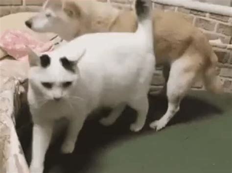 치매 강아지 돌보는 고양이 유머 게시판